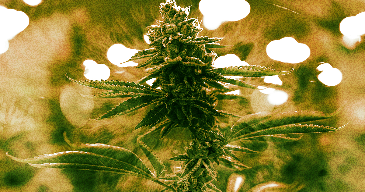 Weed Absolutely Wrecks Your Vision, According to New Research