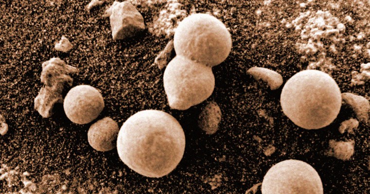 NASA Rover Photos Show Fungus Growing on Mars | Futurism