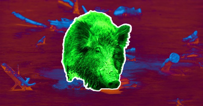 Fukushima Now Home to Radioactive Boar-Pig Hybrids