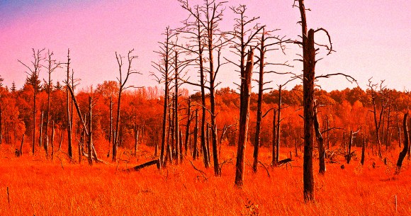 Scientists Warn That the Earth Is Literally Dying
