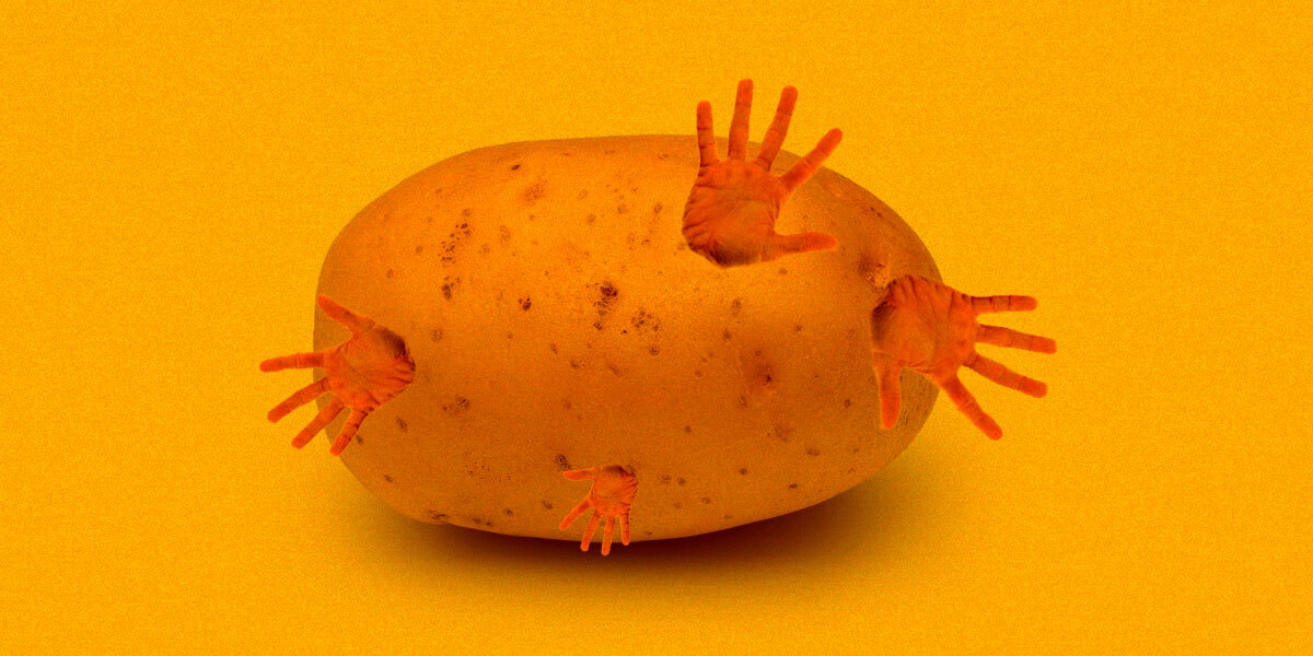 Scientists Add Human Fat Gene Into Potatoes to Make Them Grow Huge