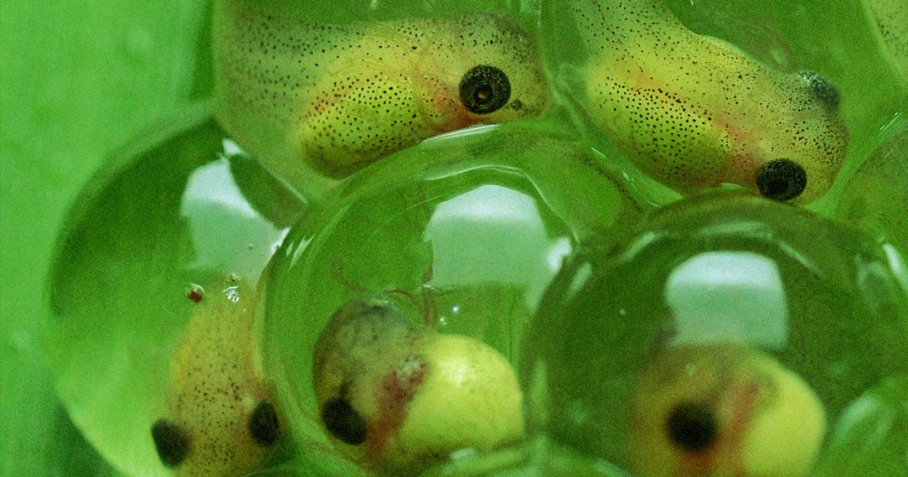 Scientists Create Creature That Doesn't Need to Breathe