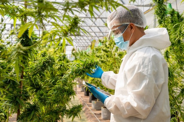 If You Blazed Massive Amounts of Weed as a Youth, Scientists Have ...