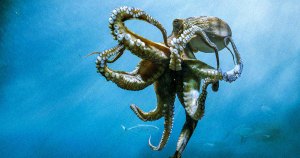 United Kingdom Declares Octopuses, Squids Are Sentient Beings