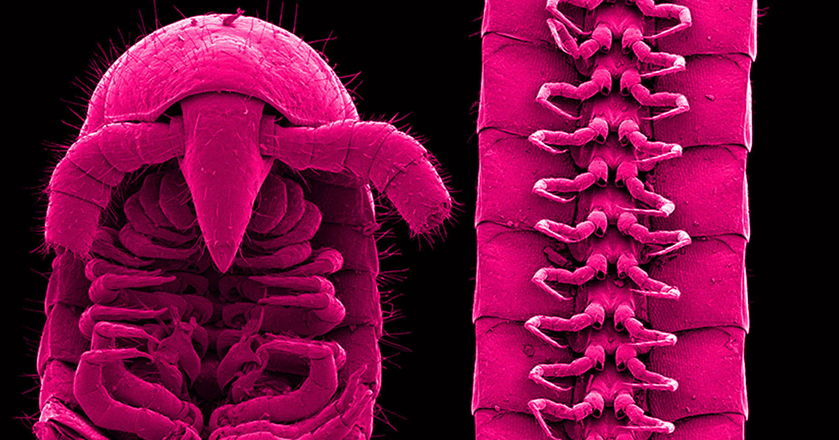 Scientists Discover Hellish Bug With 1300 Creepy Little Legs