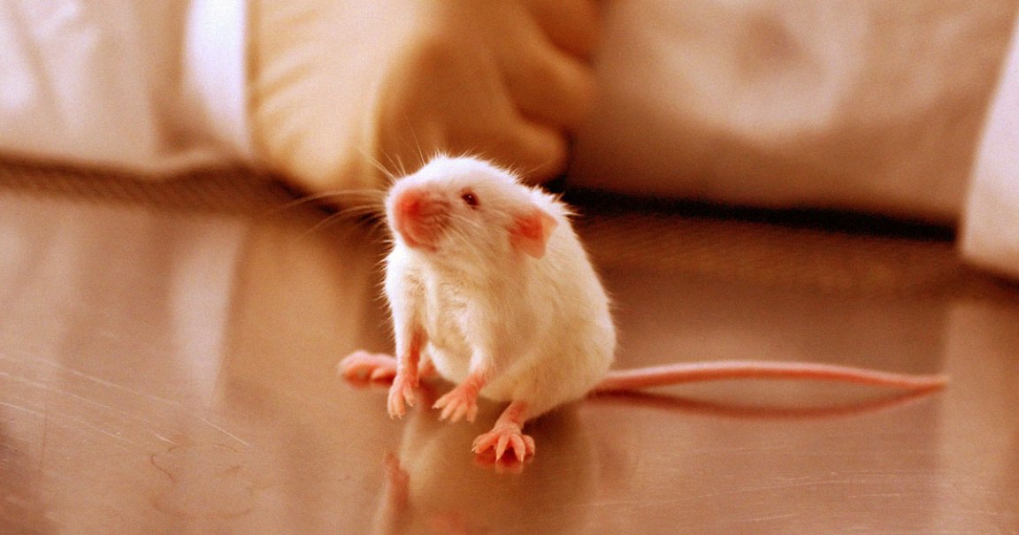 Scientists "Elated" by Treatment They Say Made Mice Genetically Younger