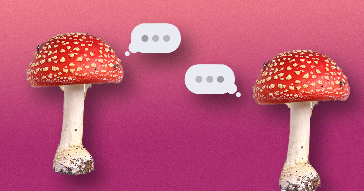 Scientist Says Mushrooms Have a Language They Use to Talk to Each Other