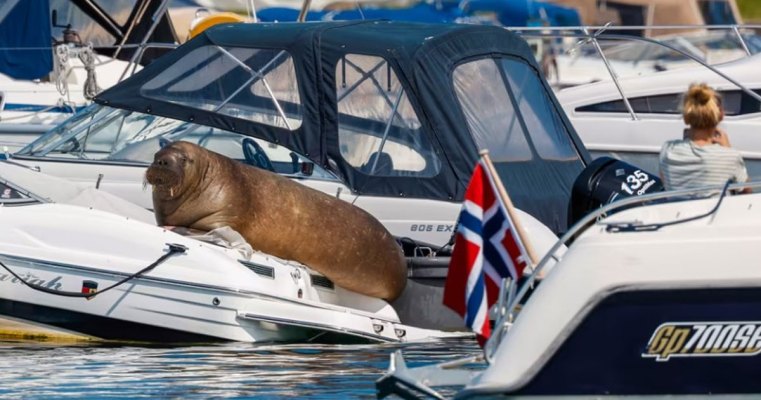 Chaotic Walrus Freya Enjoys Climbing on Small Boats and Sinking Them
