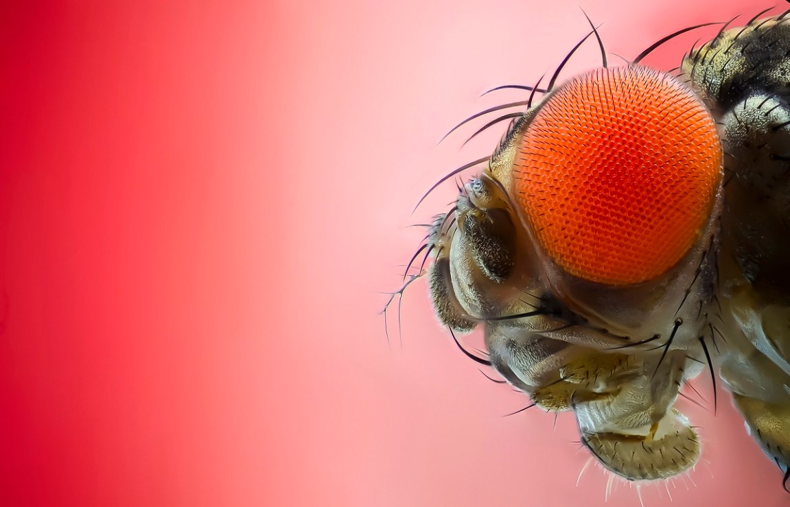 Scientists Hijack Fruit Fly Brains to Remote Control Their Wings