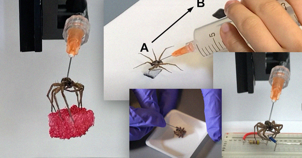Scientists Turn Dead Spiders Into "Necrobotic" Arachnoborgs