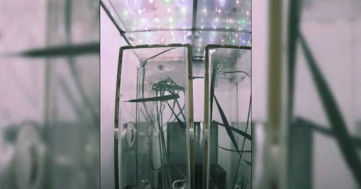 Chinese Astronauts Successfully Grow Rice Seedlings on New Space Station
