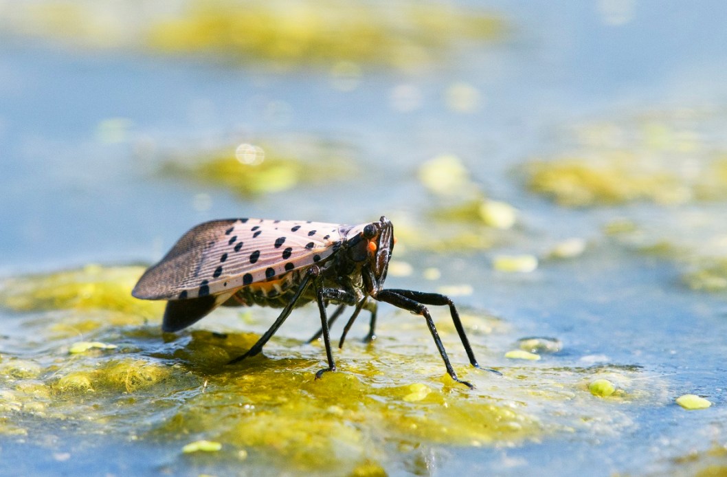 Tender New Yorkers Refuse to Kill Horrible Invasive Bug