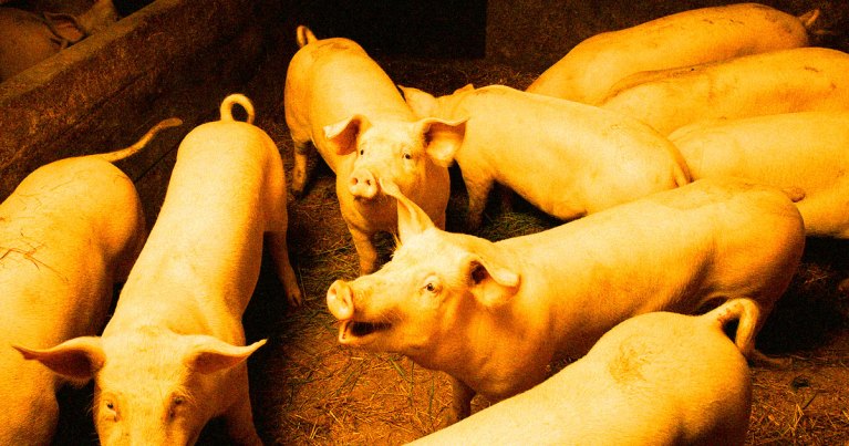 Scientists Pump Pig Corpses With Artificial Blood to "Partially Revive ...