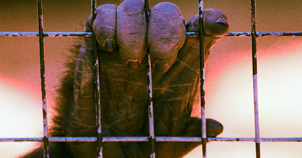 Battle Erupts Over Unreleased Photos of Brain-Hacked Neuralink Monkeys