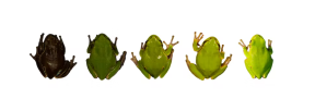 Something Cool Is Happening to the Frogs at Chernobyl