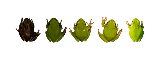 Something Cool Is Happening to the Frogs at Chernobyl