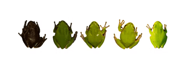 Something Cool Is Happening to the Frogs at Chernobyl