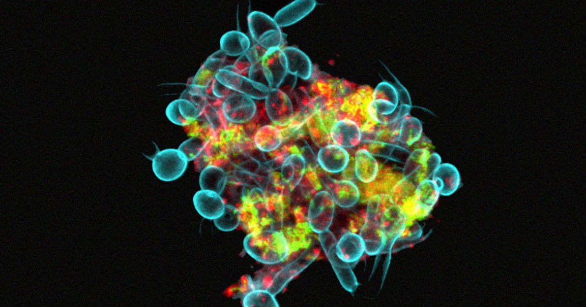 Researchers Say Microbes Assemble Into "Superorganisms" That Crawl ...