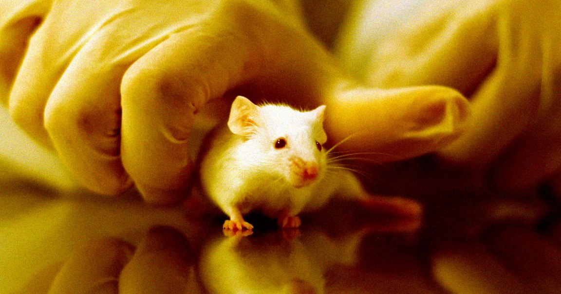 Scientists Transplant Human Brain Cells Into Living Rat Brains