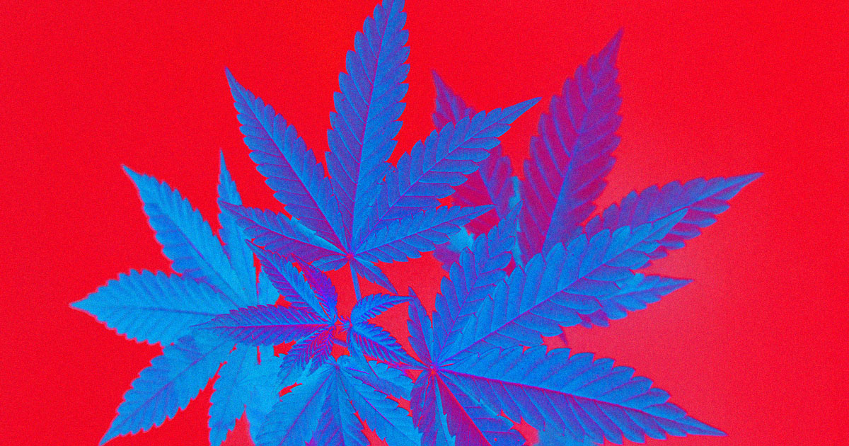 Scientists Grow Superpowered THC Substance Inside Bioreactors