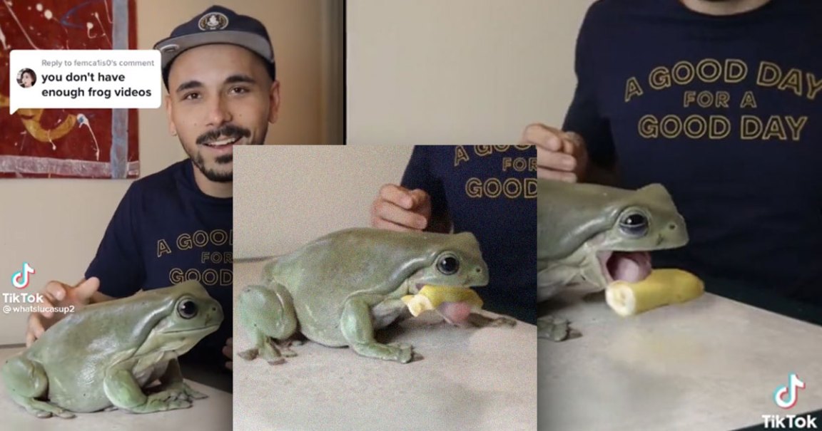 Tragic News: That Viral Giant Frog was Edited, Does Not Eat Bananas