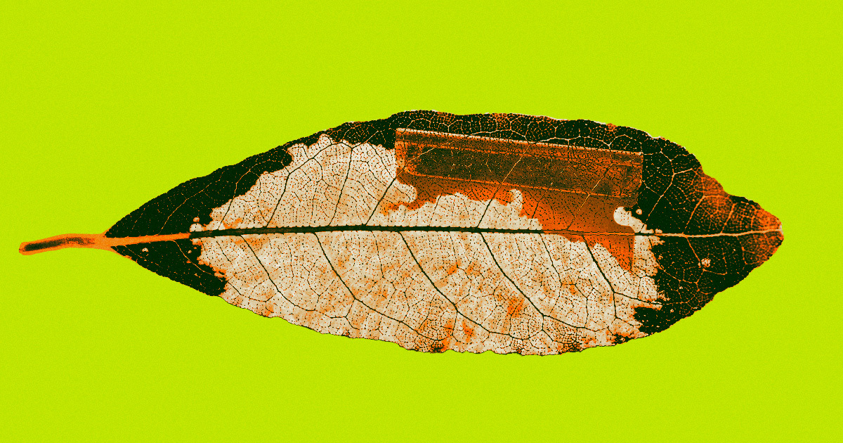 Scientists Gene Hack Tobacco Plant to Grow Cocaine