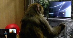 Elon Musk Shows Off Monkey That Can Type With Brain Implant Instead of ...