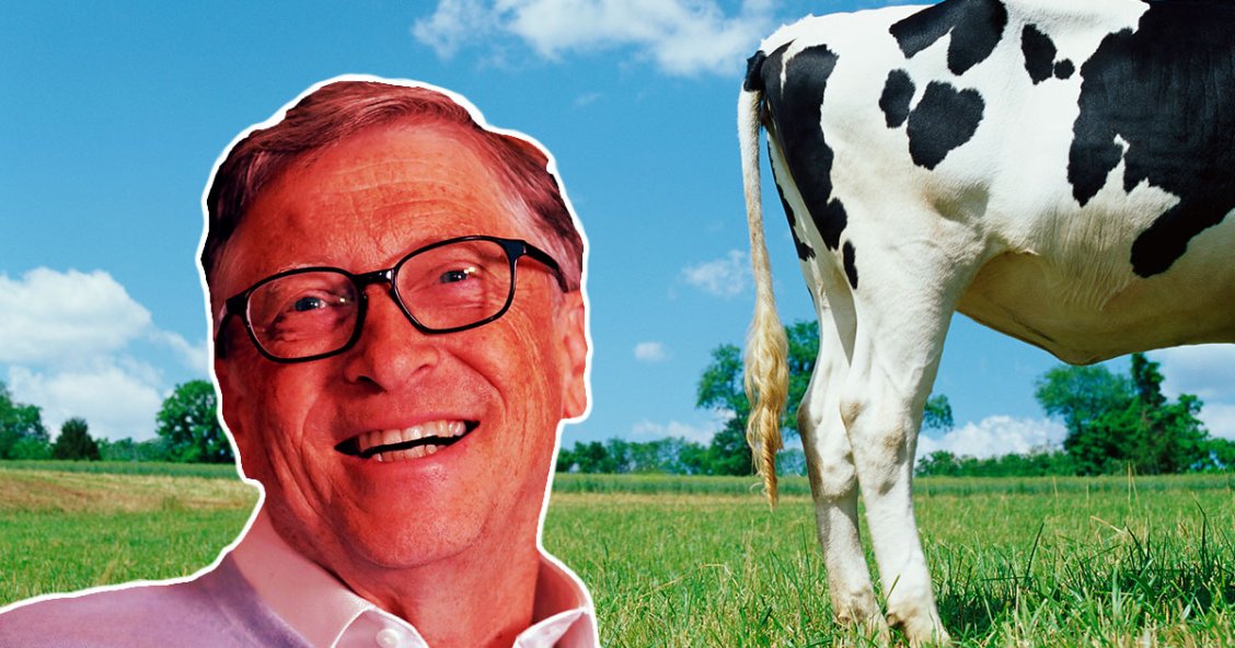 Bill Gates Gives $12 Million to Flatulent Australian Cows