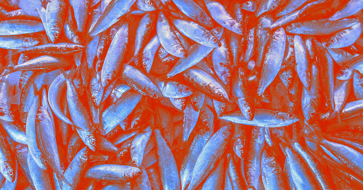It's Very Normal That Millions of Dead Fish Have Turned Up in Australia