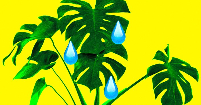 Plants Have Been Recorded Crying. Here's What They Sound Like.