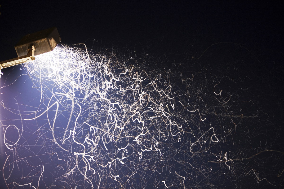 Scientists Suggest New Reason Dumb Bugs Smash Into Lights