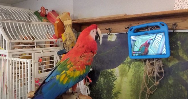 Parrots Love Video Chatting With Each Other, Study Says