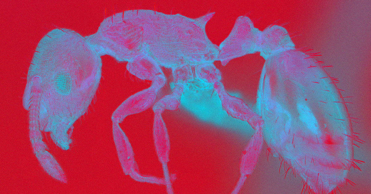 Terrifying Parasite Can Actually Triple an Ant’s Lifespan