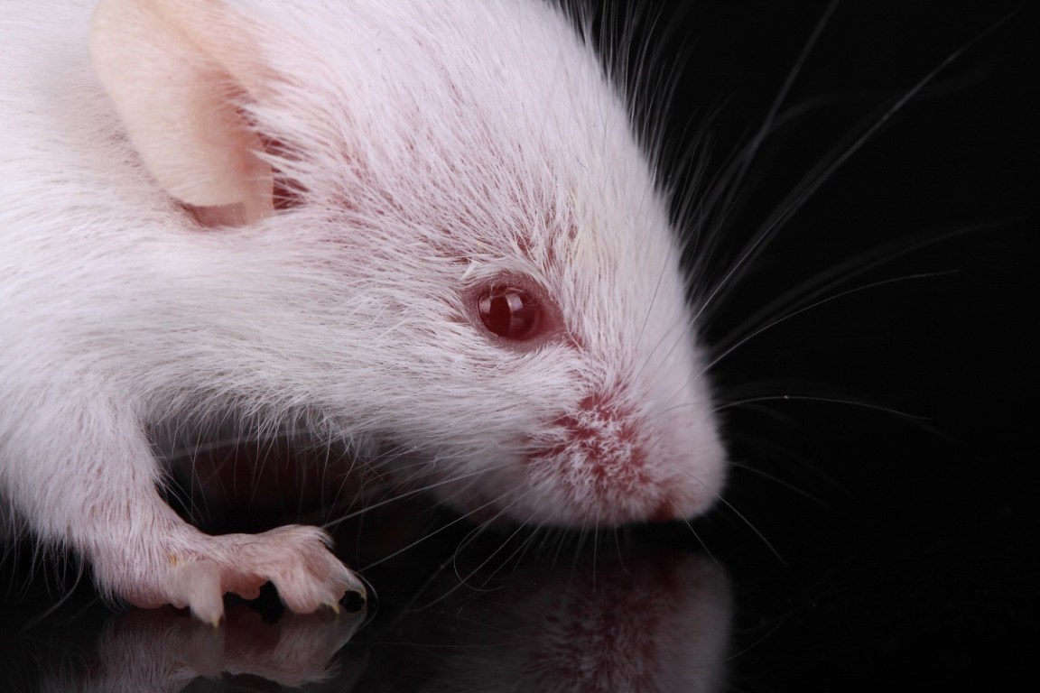 Scientists Find That Microplastics Cause Dementia-Like Symptoms in Mice