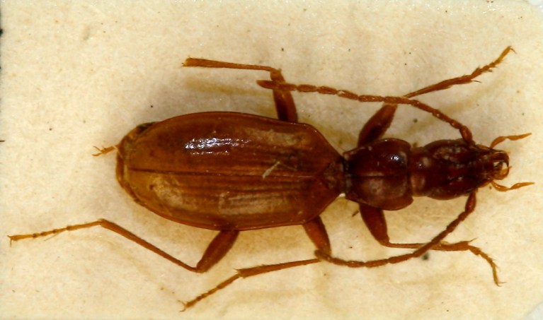 Beetle Named After Hitler Being Driven to Extinction by Neo-Nazis ...