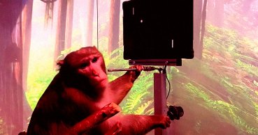 Terrible Things Happened to Monkeys After Getting Neuralink Implants ...