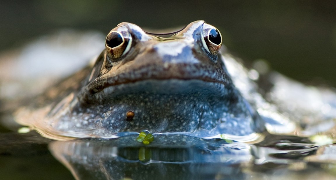 Female Frogs Have an Effective Strategy for Dealing With Annoying Males ...