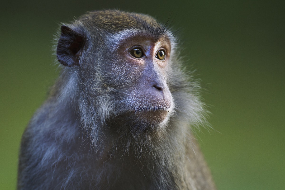 Monkey Lives for Two Years With Gene-Hacked Pig Kidney