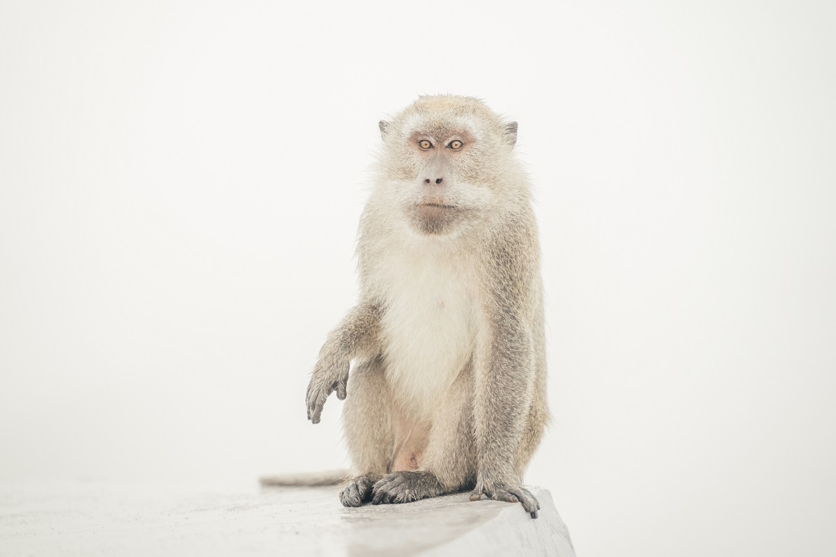 Autopsy Found That Neuralink Implant "Ruptured" Monkey's Brain