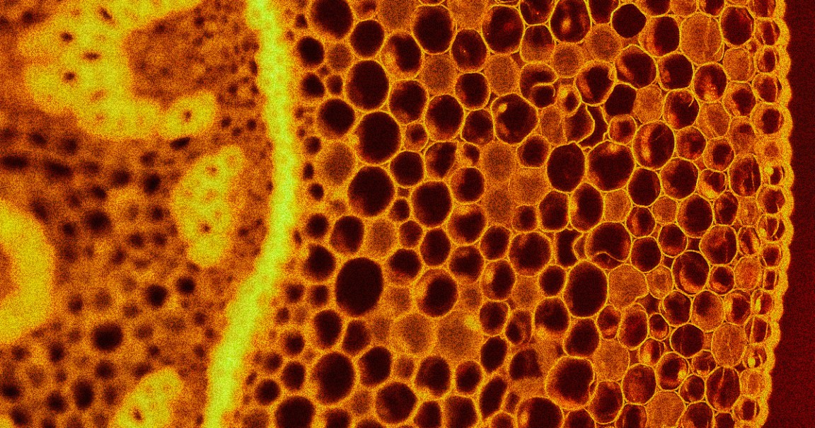 Scientists Build Biological Robots From Human Cells