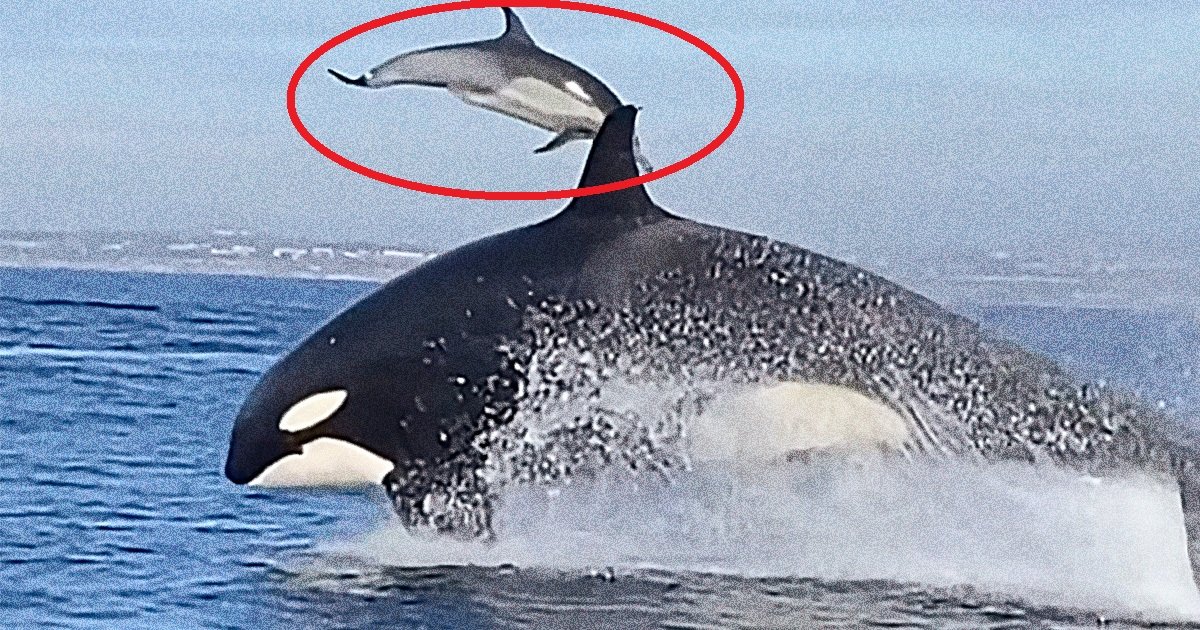 Killer Whale Yeets Dolphin Into the Sky