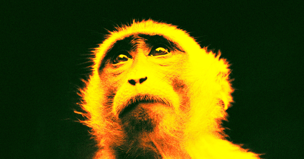 Escaped Monkey Hunted With Drone