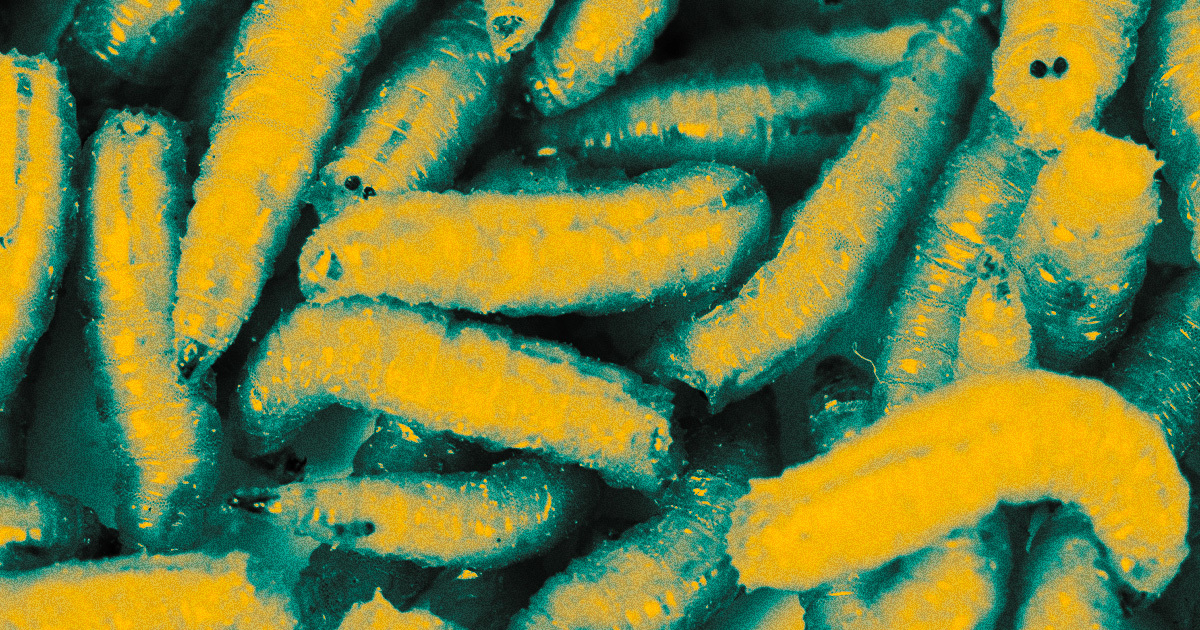 Plane Passengers Horrified as Maggots Rain Down from Luggage Compartment