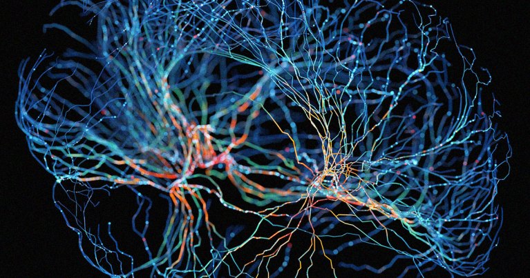 Lab-Grown Brains Growing More Powerful