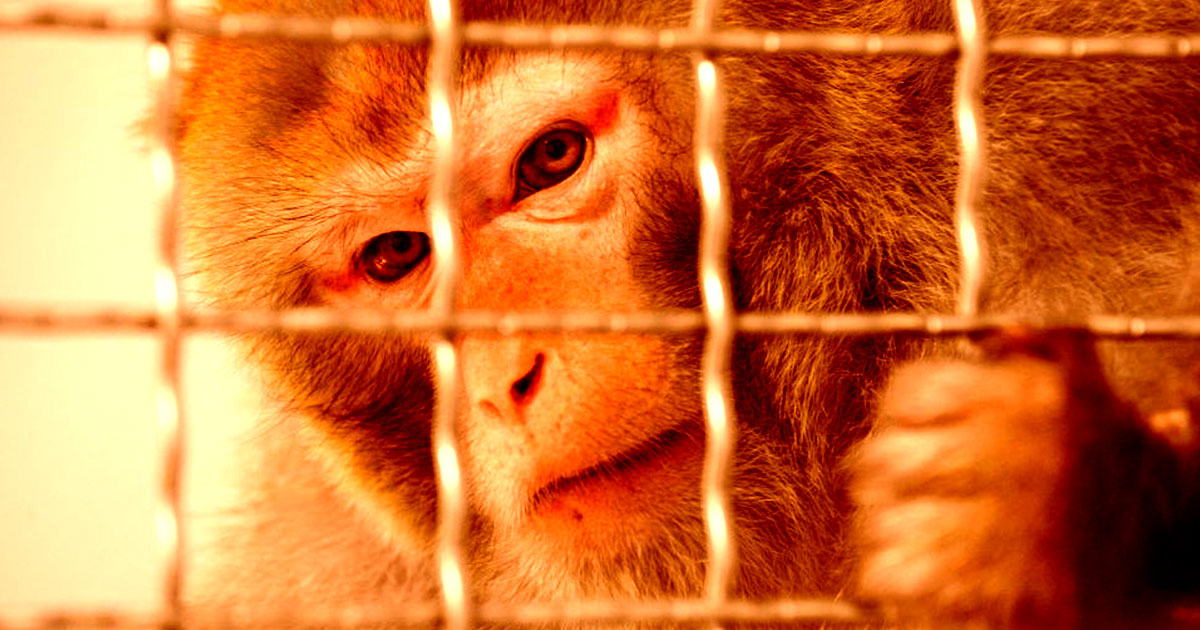 Elon Musk Claims Neuralink Already Allowing Blind Monkeys to See Again