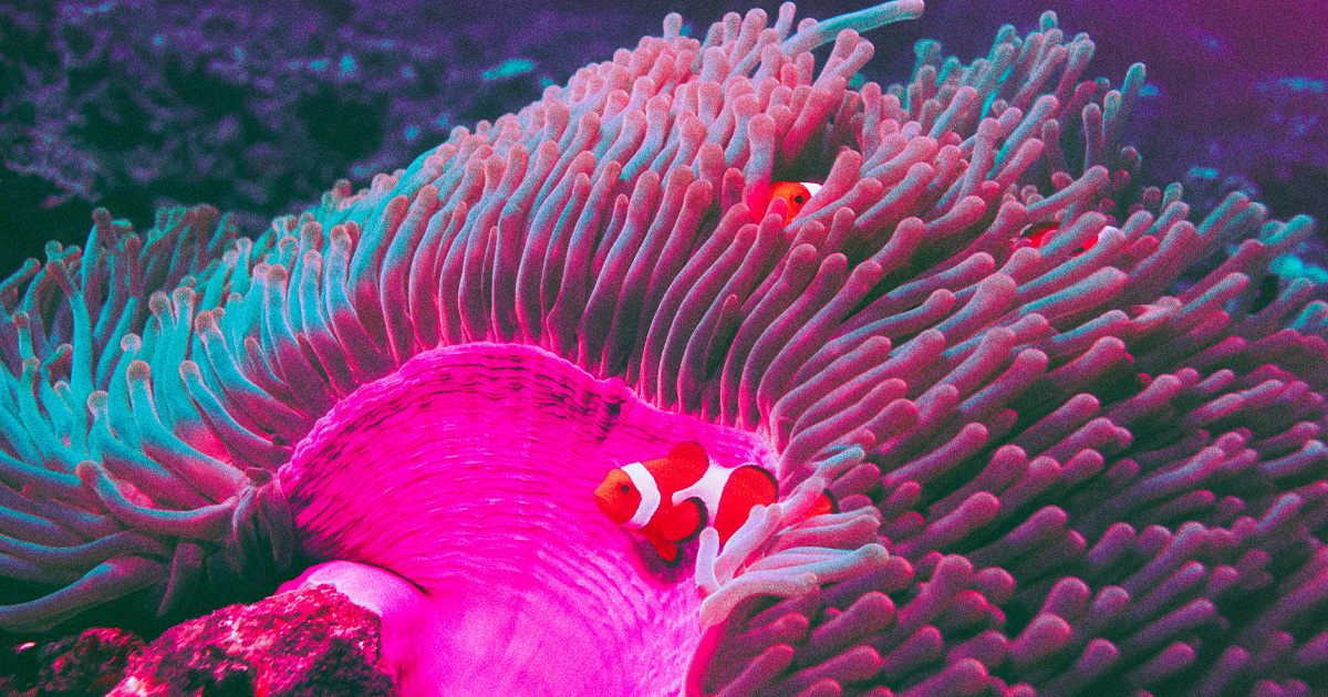 Steel Frame Brings Completely Dead Coral Reef Back to Life