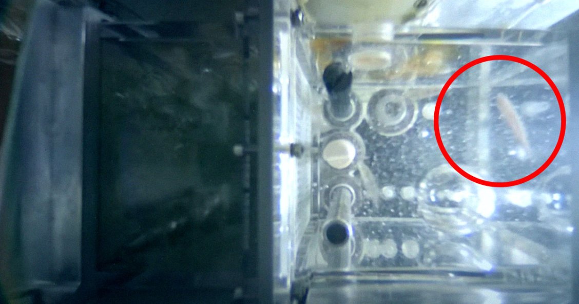 Fish on Board China's Space Station Are Doing Swimmingly, Confused as Hell