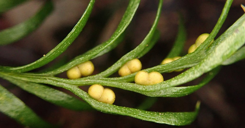 Scientists Discover Teeny Tiny Plant With the Largest Genome Ever Sequenced