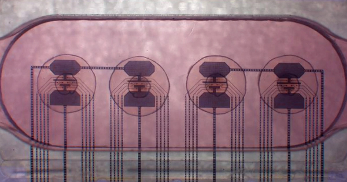 Scientists Connect 16 Mini Brains Made of Human Tissue to Create a ...