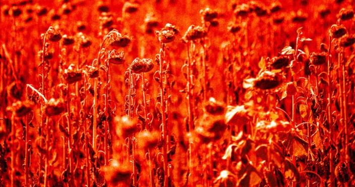 Experts Fear Horrifying Heat Waves That Could Kill Tens of Thousands of ...